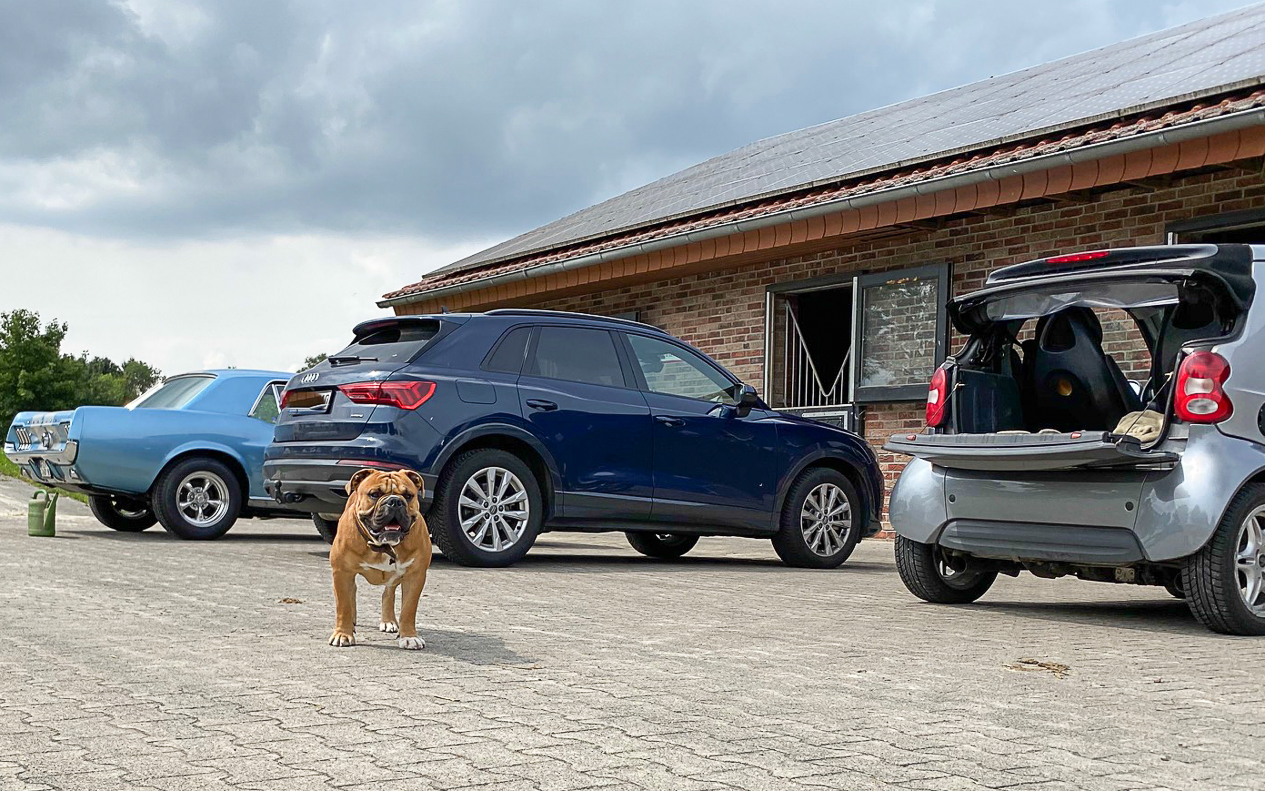 "Welpenbesuch" - Jason zu Hause... - Eleanors Continental Bulldogs