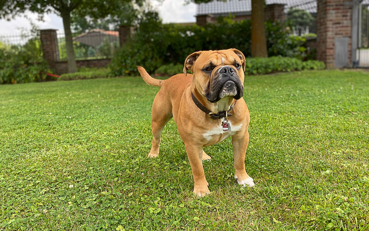 "Welpenbesuch" - Jason zu Hause... - Eleanors Continental Bulldogs